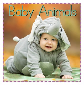 Baby Animals | Knygos.lt