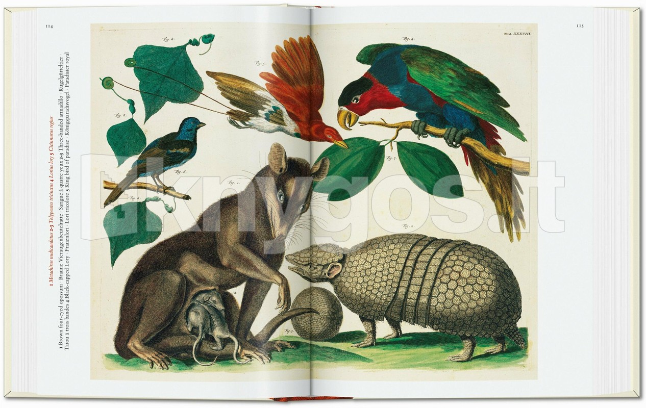 Seba. Cabinet of Natural Curiosities. 45th Ed. + NEMOKAMAS ATVEŽIMAS!