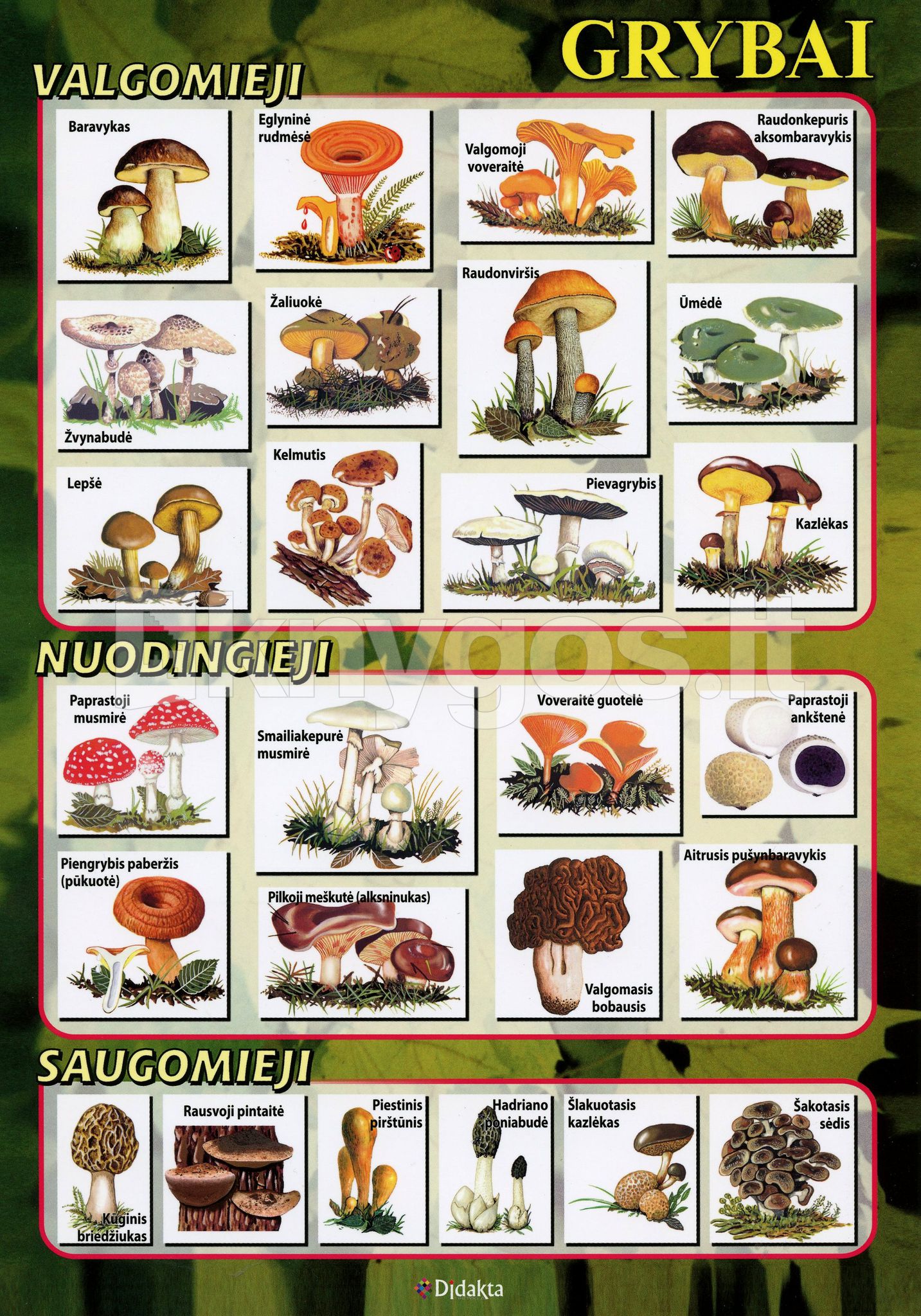 Grybai (A 4) - Knygos.lt