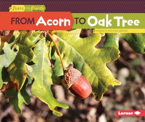From Acorn to Oak Tree | Knygos.lt