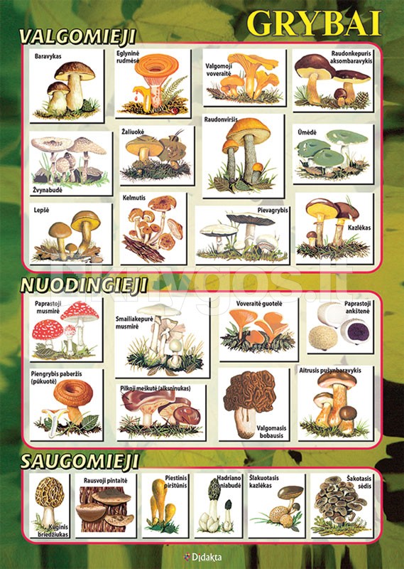 Grybai (A 4) | Knygos.lt