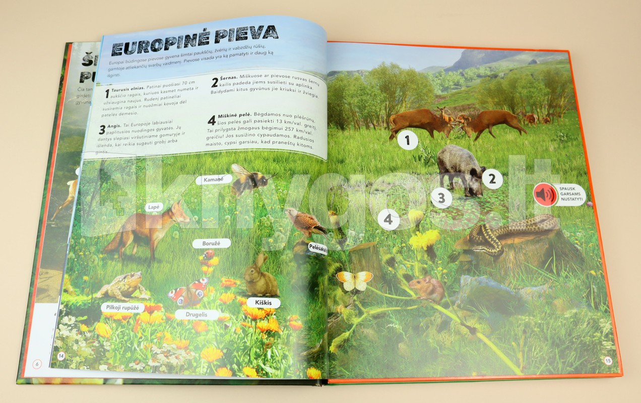 Gyvūnų karalystė. Su 50 nepaprastų garsų! (skaityta knyga)