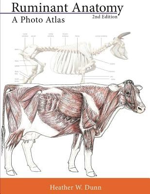 Ruminant Anatomy | Knygos.lt